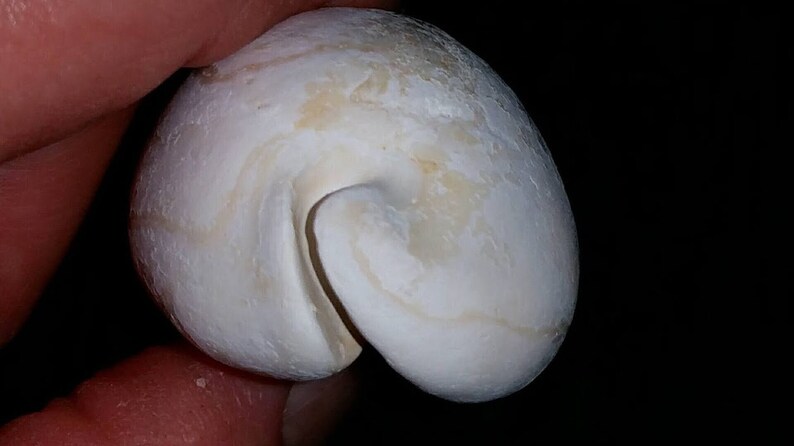 Florida Fossil Siphocypraea Cypraea Cowrie Sea Shell Fossilized Sea ...