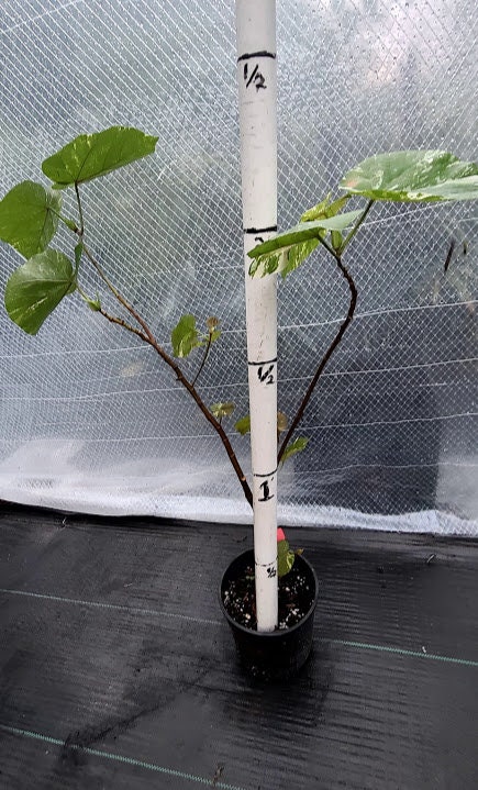 1 Variegated Tricolored Tillaceus Mahoe Sea Hibiscus Live Tropical Tree ...