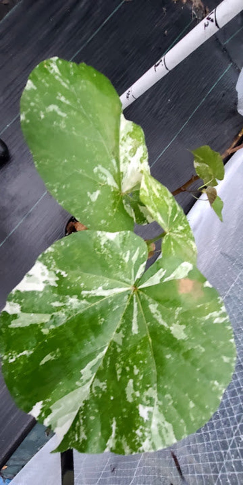 1 Variegated Tricolored Tillaceus Mahoe Sea Hibiscus Live Tropical Tree ...