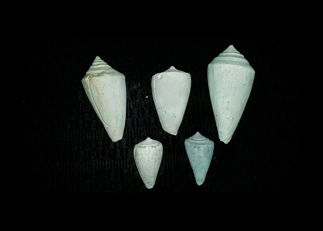 Lot of 5 Fossilized / Fossil Cones Conidae Florida Fossil Sea Shells ...
