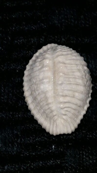 Florida Fossilized / Fossil Trivia Shell Fossilized Gastropod - Etsy