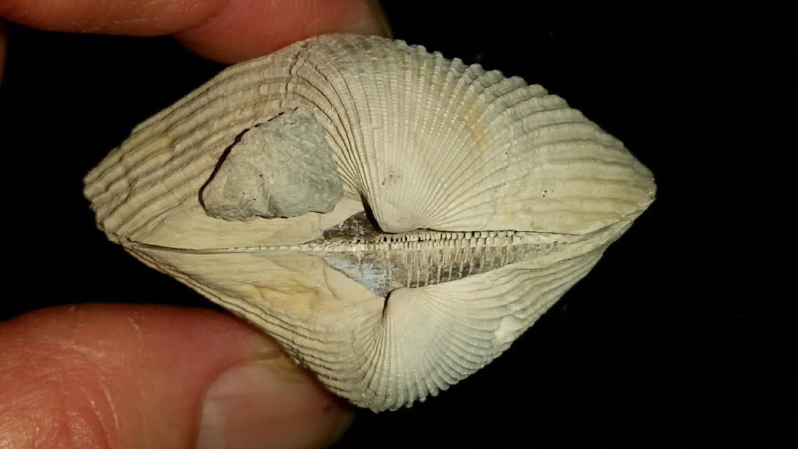 Fossil / Fossilized Arca Whole Both Halves Arca Bivalve Sea Shell ...