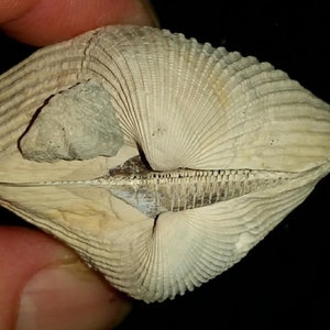 Fossil / Fossilized Arca Whole Both Halves Arca Bivalve Sea Shell ...