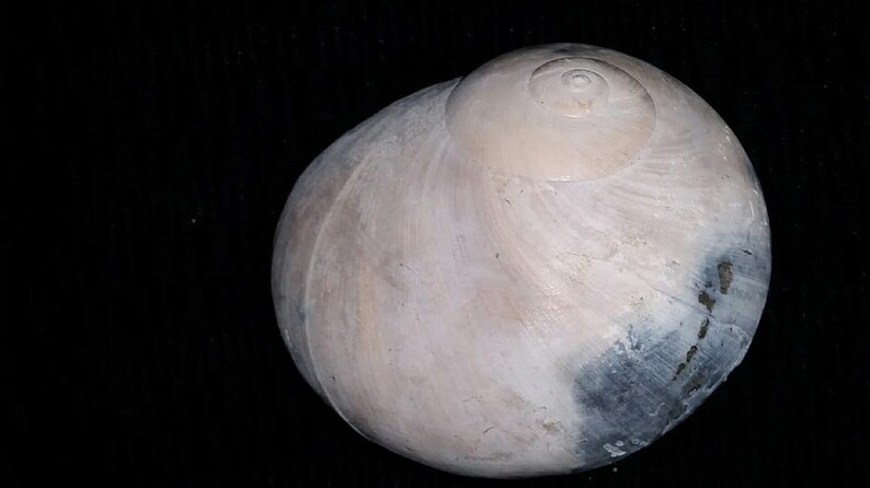 Florida Fossilized / Fossil Moon Snail -sea Shell Naticidae Gastropod ...