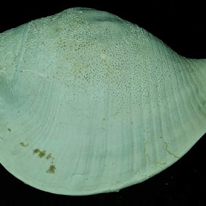 Extinct Florida Fossil Fossil Strombus Shell Macrostrombus Brachior Sea ...