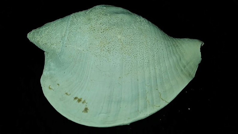 Extinct Florida Fossil Fossil Strombus Shell Macrostrombus Brachior Sea ...