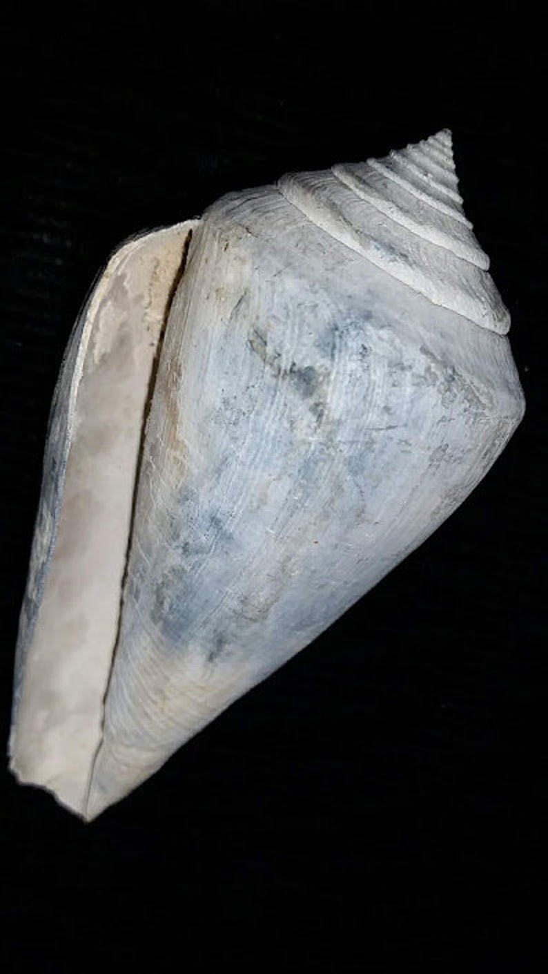 Blue & White Fossil / Fossilized Left Handed Cone Conidae Sea - Etsy