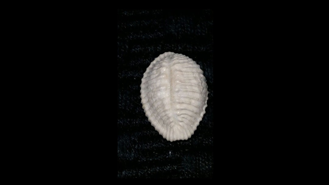 Florida Fossilized / Fossil Trivia Shell Fossilized Gastropod Triviidae ...