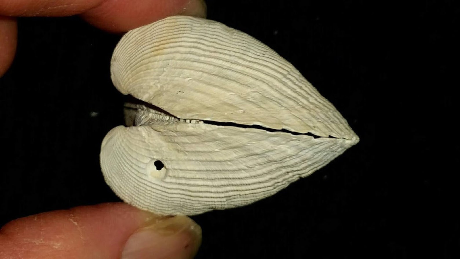 Fossil / Fossilized Arca Whole Both Halves Arca Bivalve Sea Shell ...