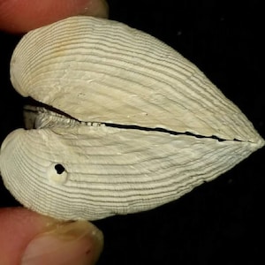 Fossil / Fossilized Arca Whole Both Halves Arca Bivalve Sea Shell ...