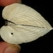 Fossil / Fossilized Arca Whole Both Halves Arca Bivalve Sea Shell ...