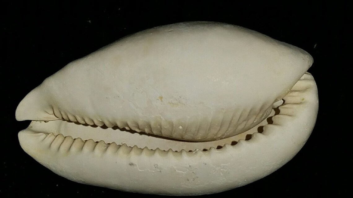 Florida Fossil Cypraea Cowrie Sea Shell Natural Color Fossilized Sea ...