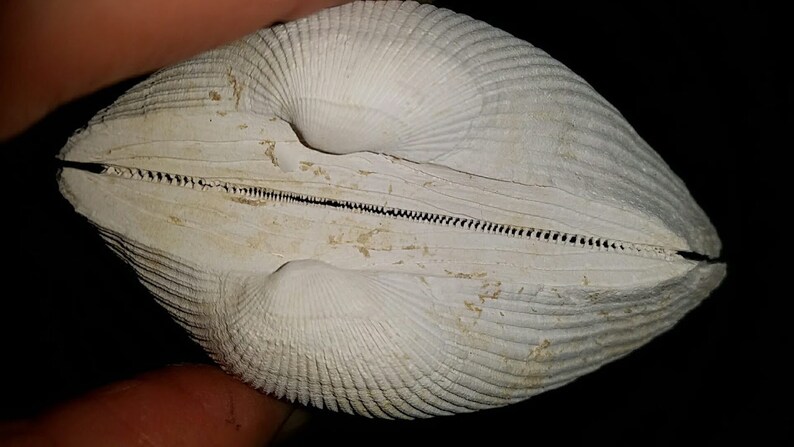 Fossil / Fossilized Arca Improcera Whole Both Halves Arca - Etsy