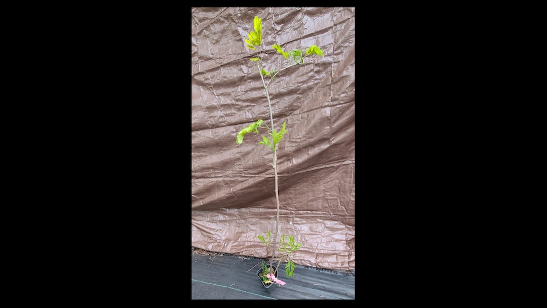 3 -1/2' Pink Powderpuff Calliandra Tree Tropical Pink Flowers Powder ...