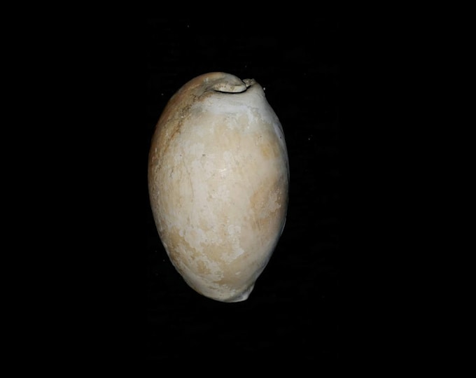 Blue & White Fossil / Fossilized Left Handed Cone Conidae Sea Shells ...