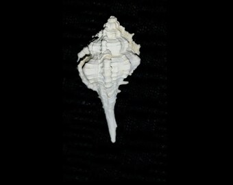 Fossil / Fossilized Florida Muricidae Murex Sea Shell Mollusk - Etsy