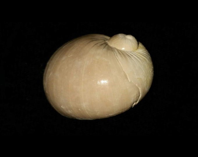 Florida Fossil / Fossilized Naticidae Naticarius Plicatella Moon Snail ...