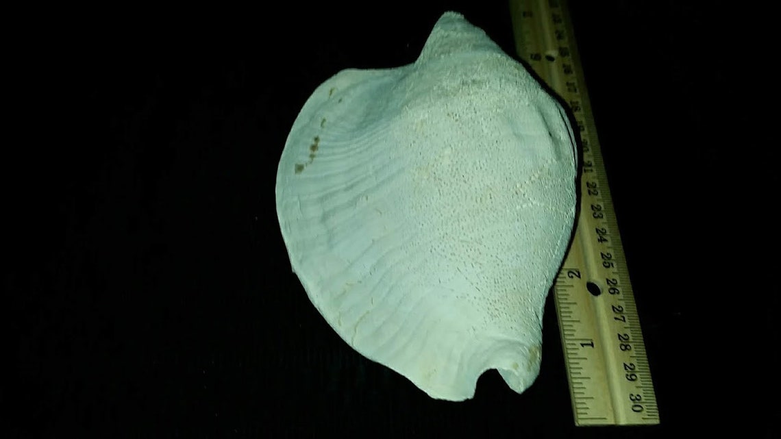 Extinct Florida Fossil Fossil Strombus Shell Macrostrombus - Etsy