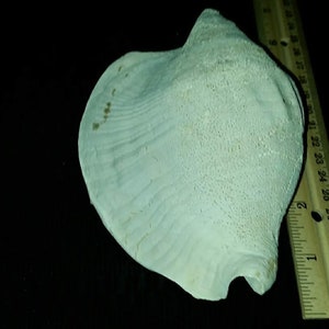 Extinct Florida Fossil Fossil Strombus Shell Macrostrombus Brachior Sea ...