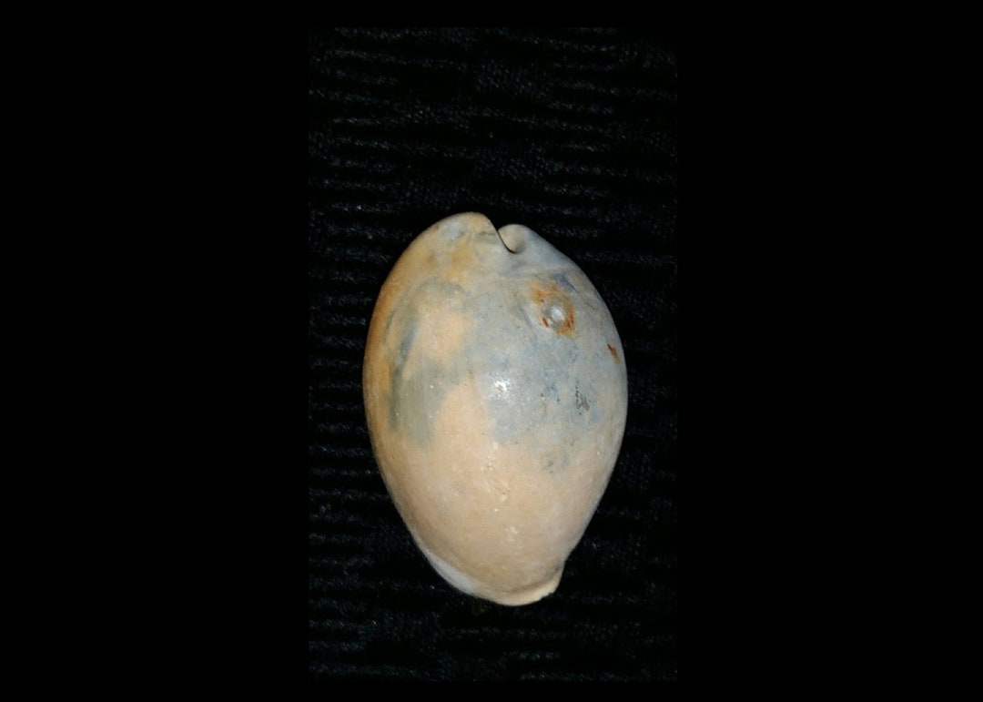Florida Fossil Cypraea Cowrie Sea Shell Beautiful Color Fossilized ...