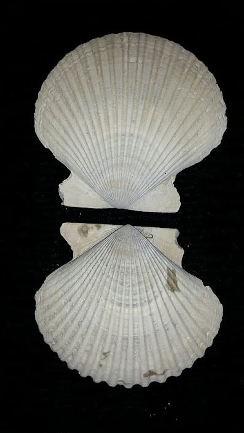 Fossil / Fossilized Whole Both Halves Pectin Bivalve Sea Shell Florida ...