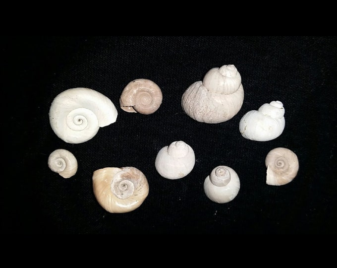 Florida Fossil / Fossilized Fresh Water Snail Shells Viviparus ...