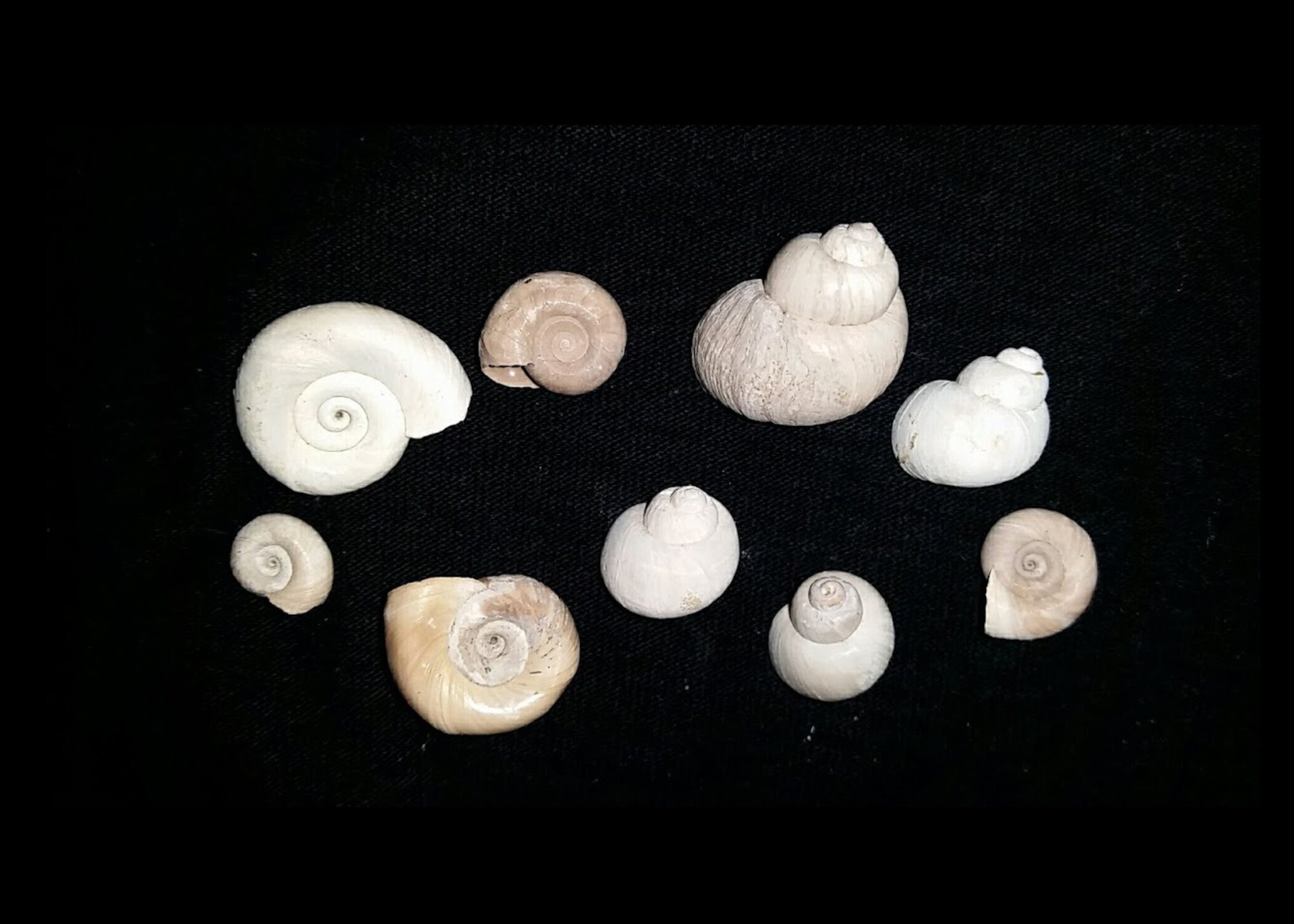 Florida Fossil / Fossilized Fresh Water Snail Shells Viviparus - Etsy