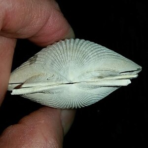 Fossil / Fossilized Whole Both Halves Pectin Bivalve Sea Shell Florida ...
