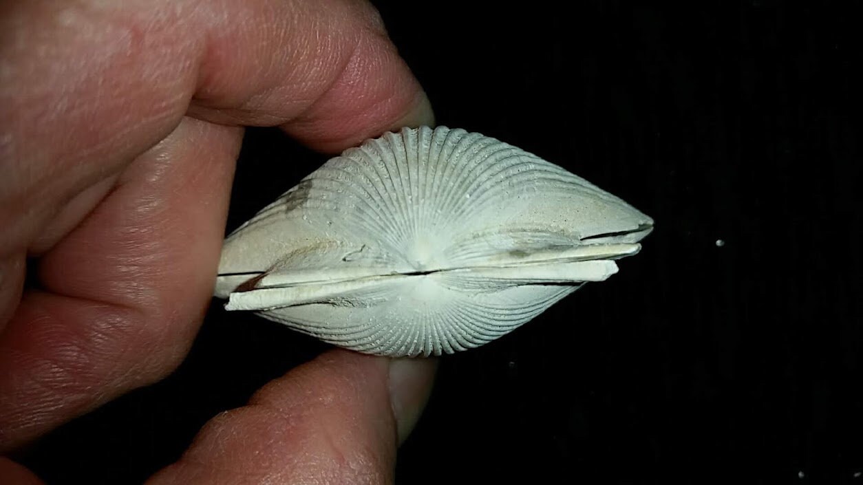 Fossil / Fossilized Whole Both Halves Pectin Bivalve Sea Shell Florida ...