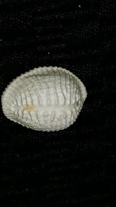 Florida Fossilized / Fossil Trivia Shell Fossilized Gastropod Triviidae ...