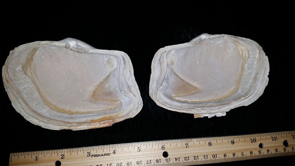 Florida Fossil Panopea Floridana Sea Shell With Blister Pearls ...