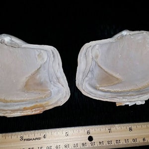 Florida Fossil Panopea Floridana Sea Shell With Blister Pearls ...