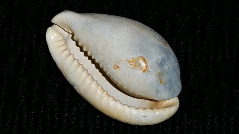 Florida Fossil Cypraea Cowrie Sea Shell Beautiful Color - Etsy