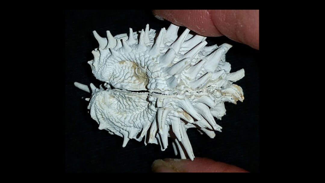 Florida Fossil / Fossilized Whole Arcinella Cornuta Aka Spiney Jewel ...