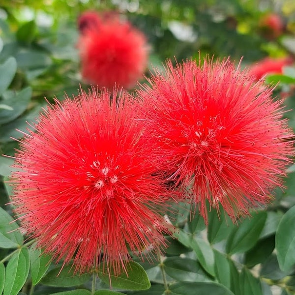 Red Powder Puff Tree Live - Etsy
