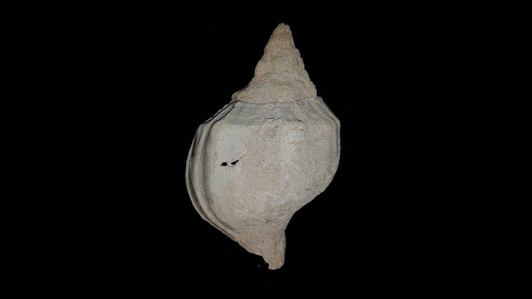 Florida Fossil Sea Shell All Natural Fossilized Gastropod Right Handed ...