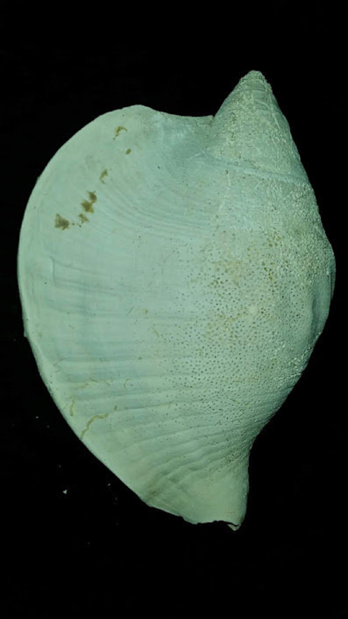 Extinct Florida Fossil Fossil Strombus Shell Macrostrombus - Etsy