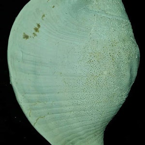 Extinct Florida Fossil Fossil Strombus Shell Macrostrombus Brachior Sea ...