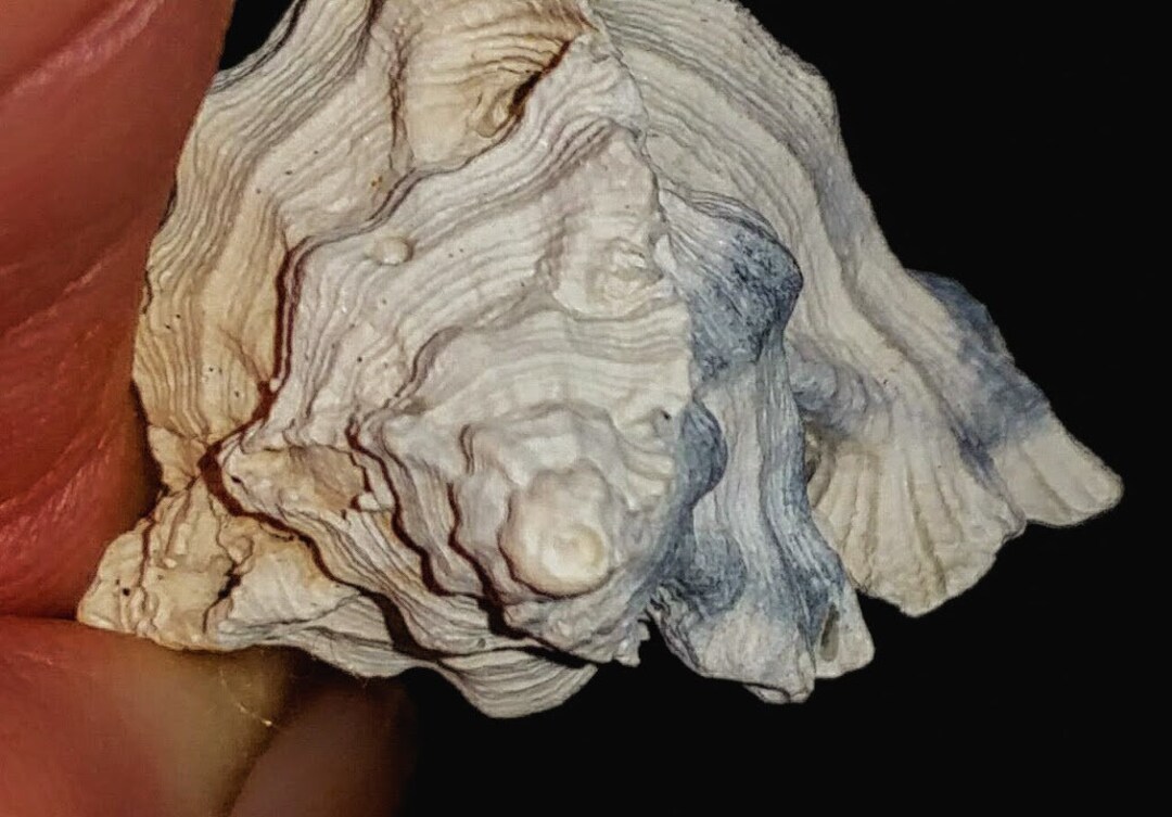 Fossil / Fossilized Florida Muricidae Murex Sea Shell Gastropod Mollusk ...