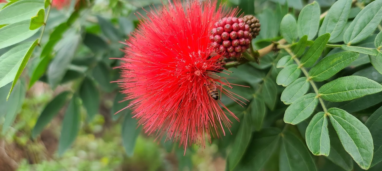 5' Red Powderpuff Calliandra Tree Tropical Red Flowers Live Powder Puff ...