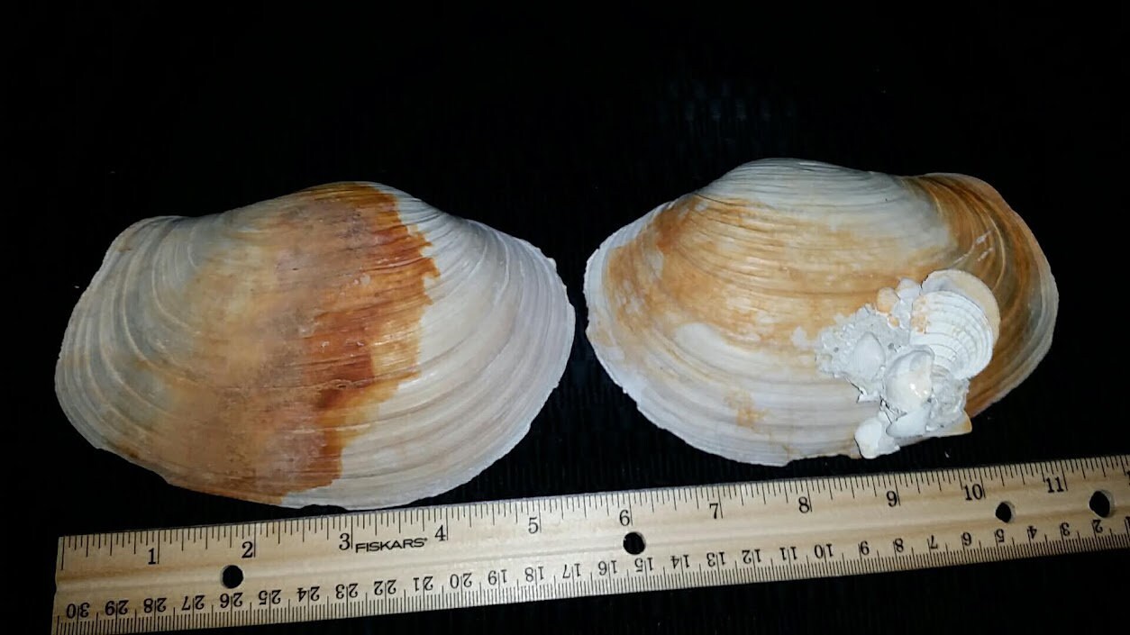 Florida Fossil Panopea Floridana Sea Shell With Blister Pearls ...