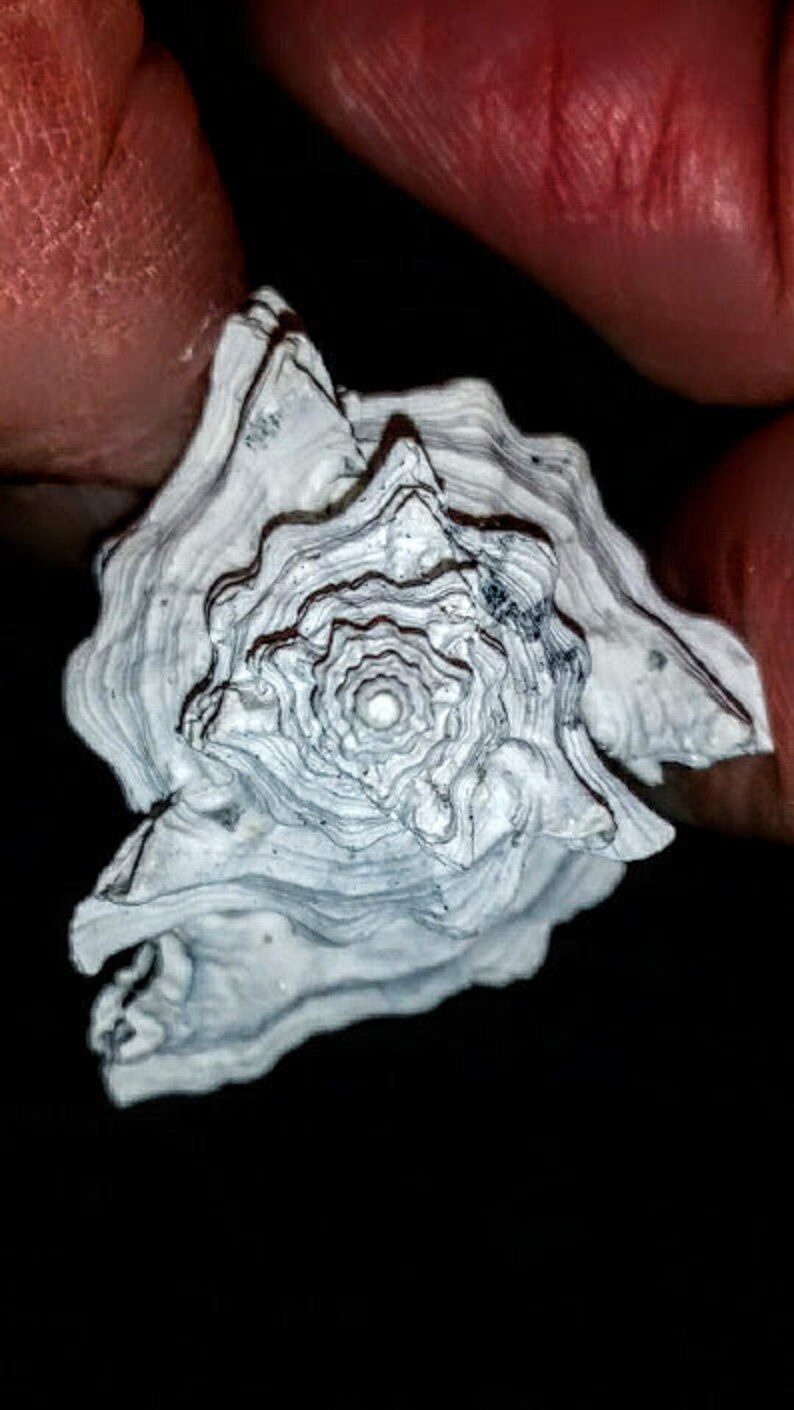 Fossil / Fossilized Florida Muricidae Murex Sea Shell Mollusk Great ...