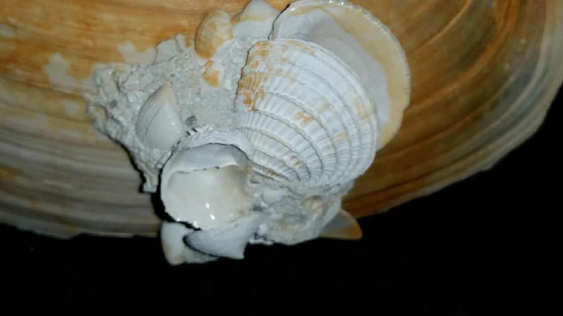 Florida Fossil Panopea Floridana Sea Shell With Blister Pearls ...