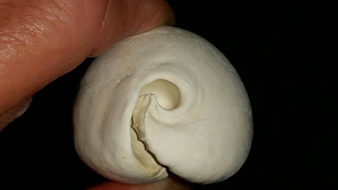 Florida Fossil Cypraea Cowrie Sea Shell Natural Color - Etsy