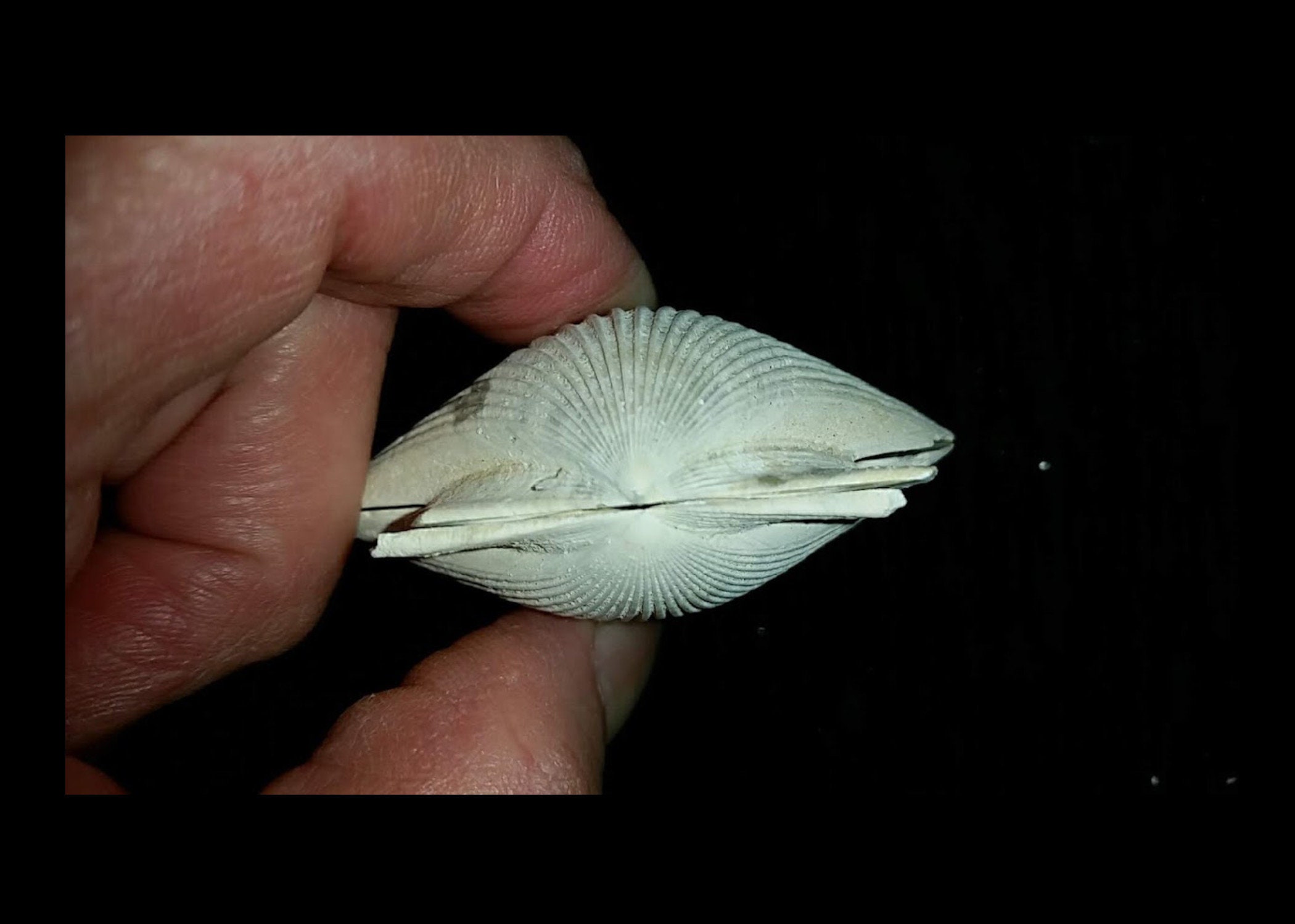 Fossil / Fossilized Whole Both Halves Pectin Bivalve Sea Shell Florida ...