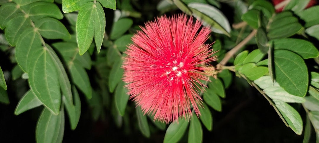 5' Red Powderpuff Calliandra Tree Tropical Red Flowers Live Powder Puff ...