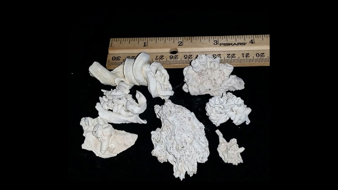 Florida Fossil / Fossilized Worms Various Worms and Various Sizes and ...