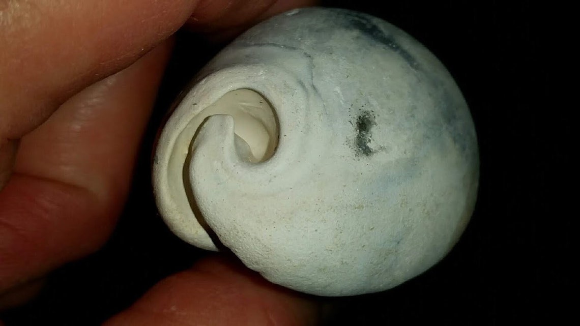 Florida Fossil Cypraea Cowrie Sea Shell Natural Color Blue and | Etsy