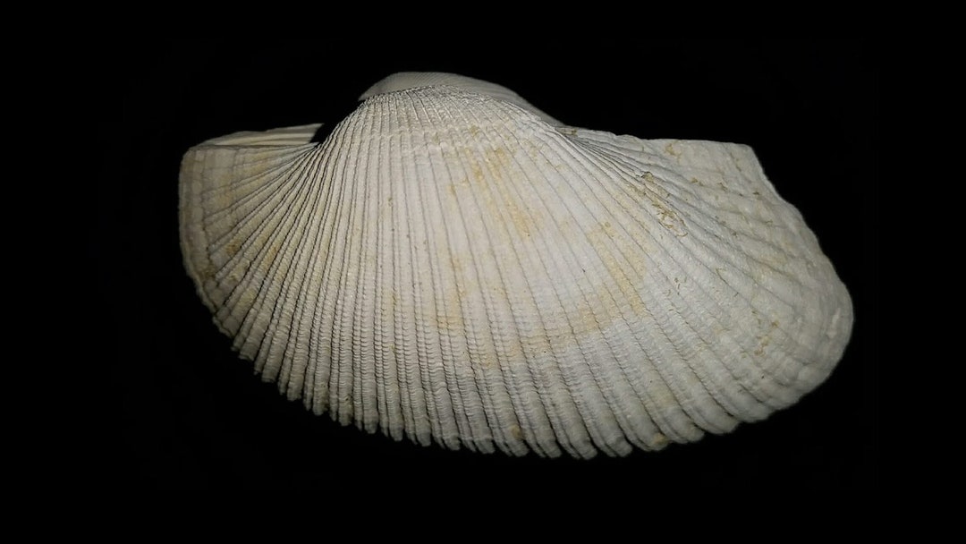 Fossil / Fossilized Arca Improcera Whole Both Halves Arca - Etsy