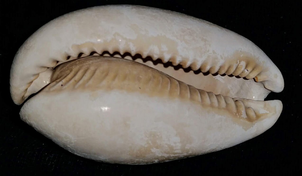 Florida Fossil Cypraea Cowrie Pahayokea Aspenae Sea Shell Siphocypraea ...